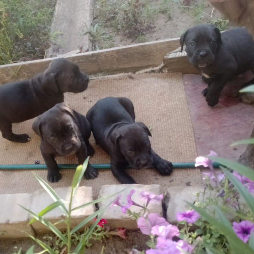 Щенки кане корсо