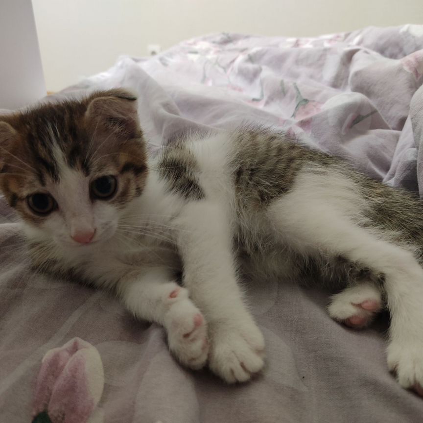 Котёнок в добрые руки