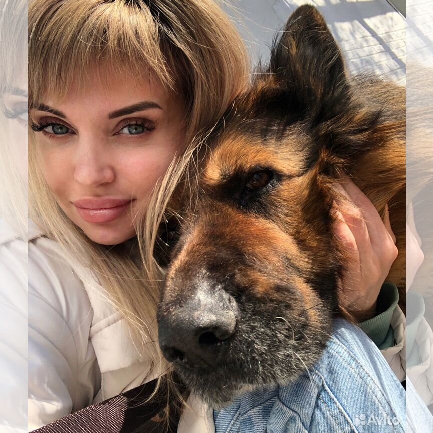 Немецкая овчарка вязка, ищем сучку