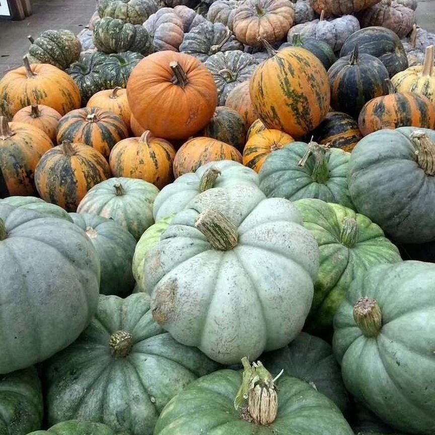 Тыква на корм
