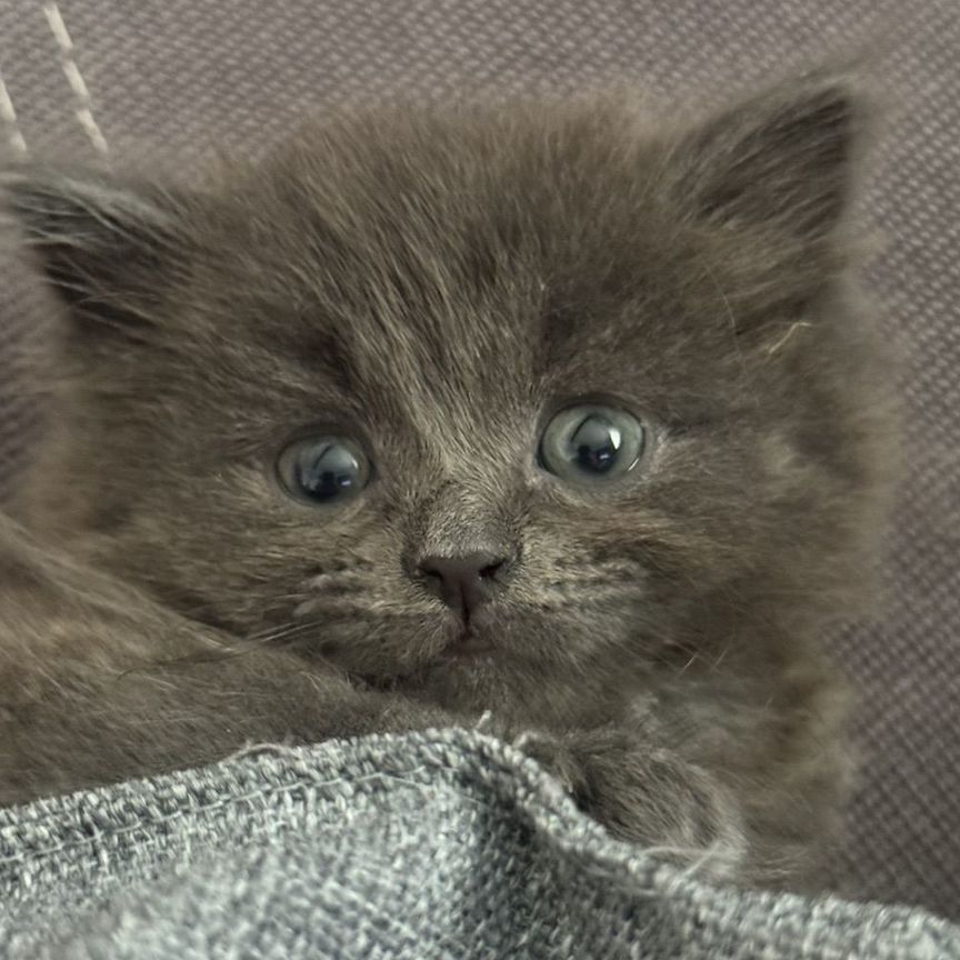 Британский длинношёрстный котёнок