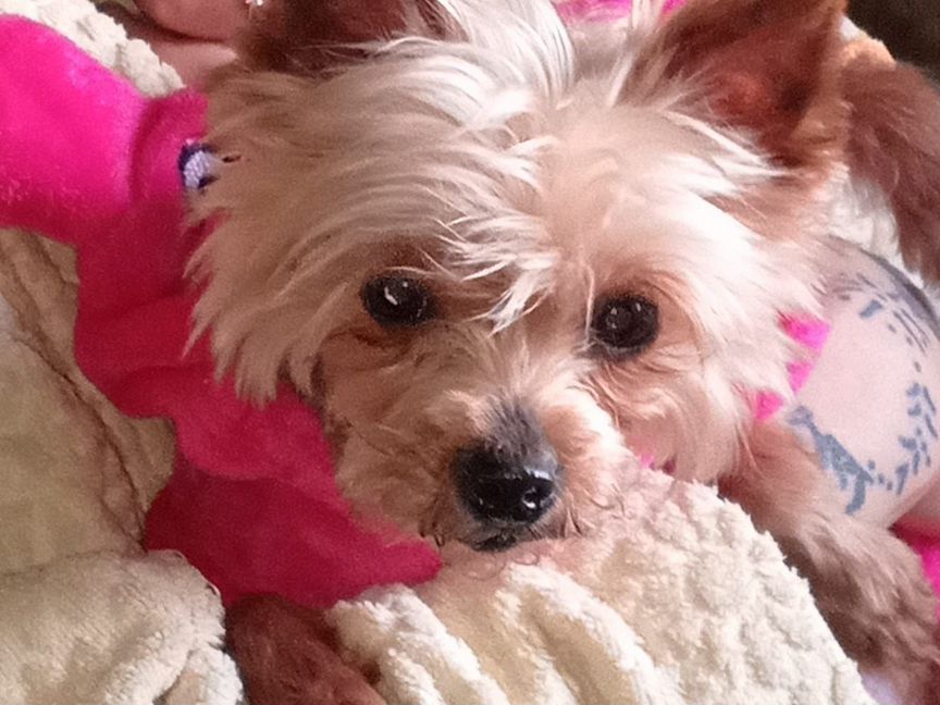 Собака йоркширский терьер