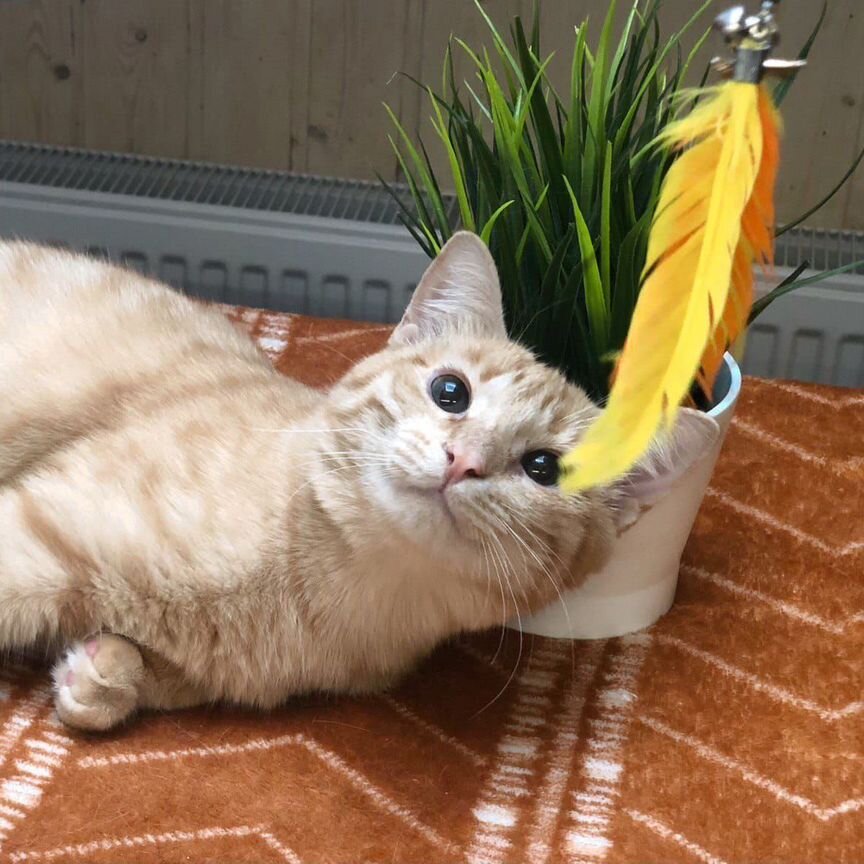 Синеглазый красавчик, 8 мес