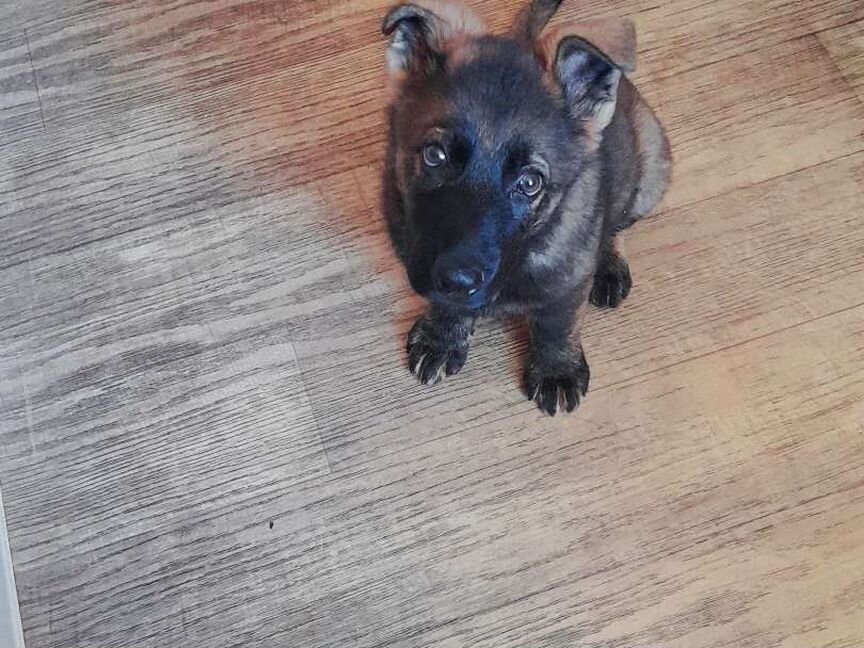 Собаки щенки немецкая овчарка