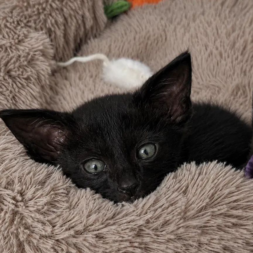 Ориентальный котёнок