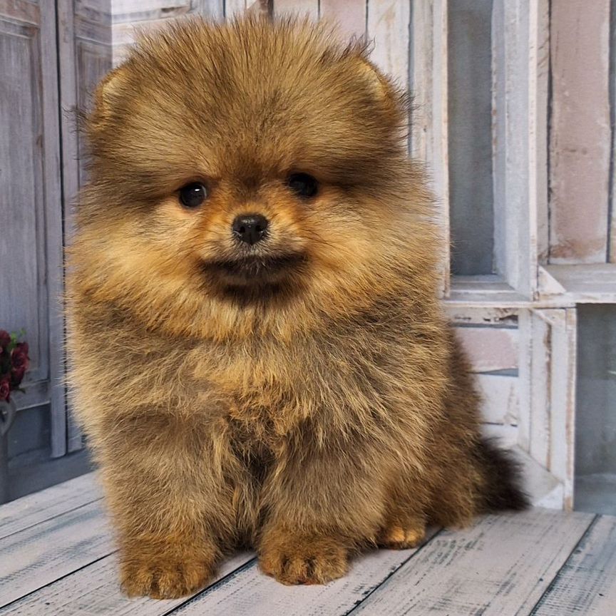 Померанский шпиц, щенок