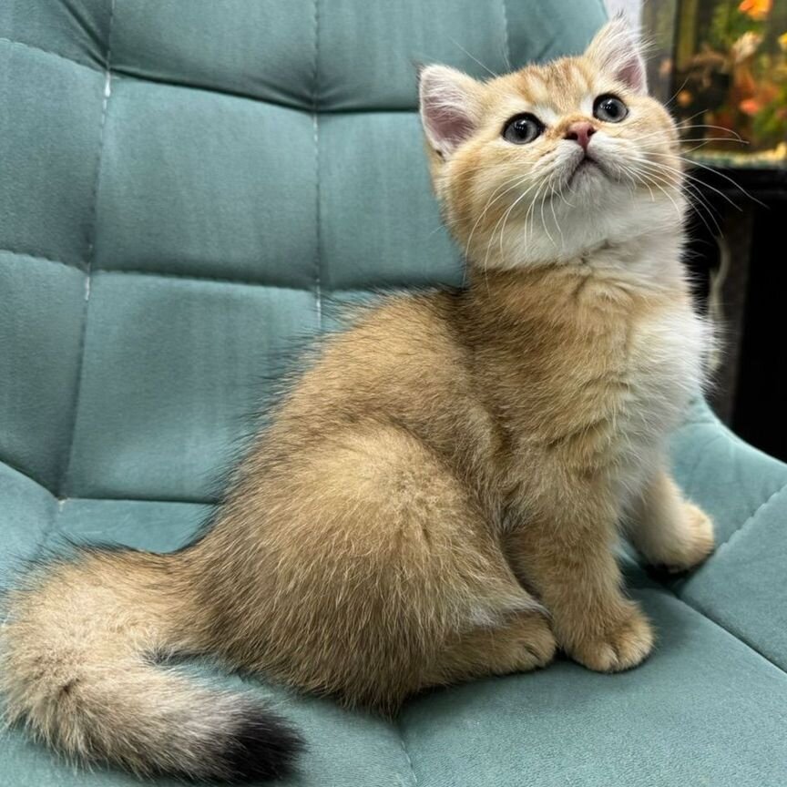 Котята Британская золотая шиншилла