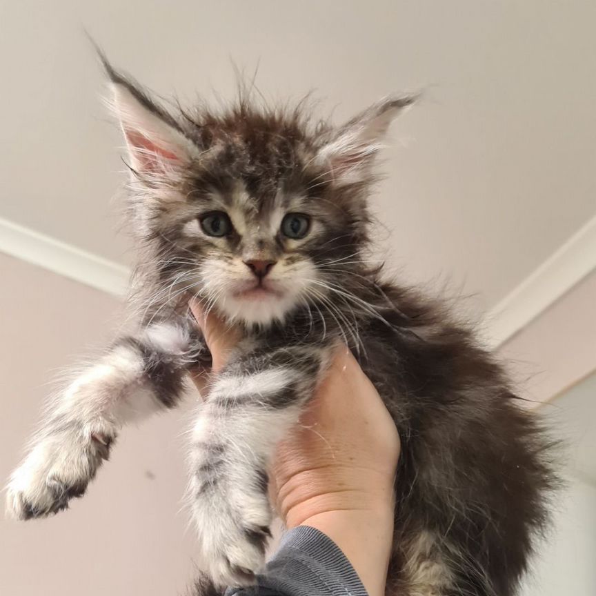 Мейн-кун котенок
