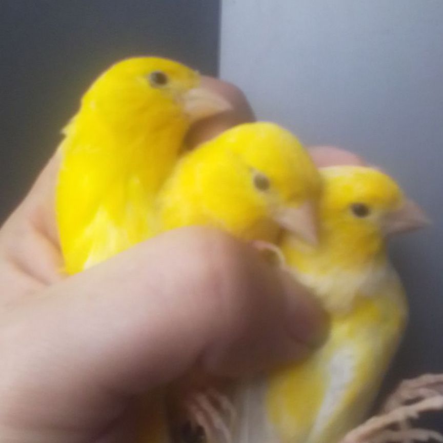 Певчие кенара и канарейки