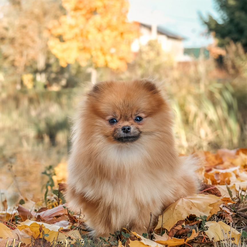 Миниатюрная куколка - помераночка