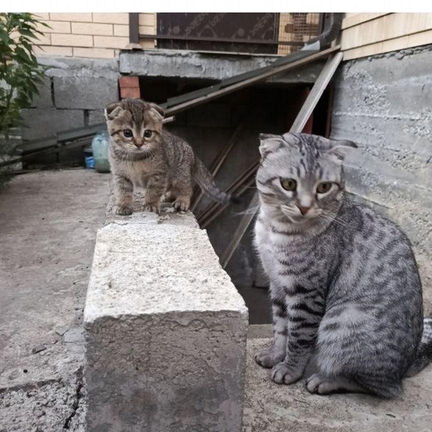 Котята