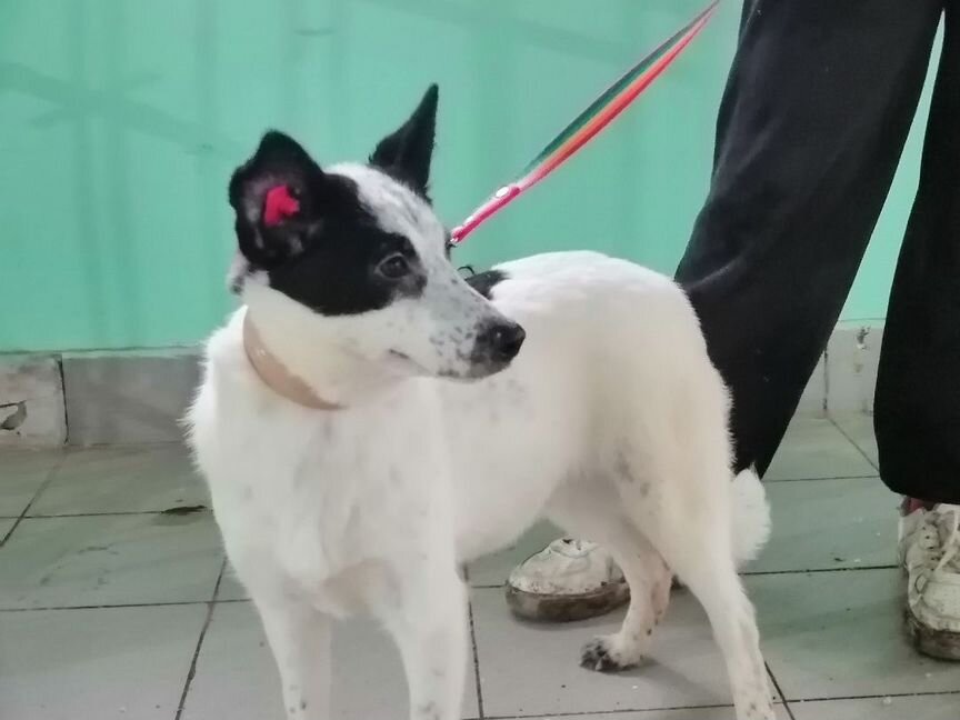 Ласка собака для семьи