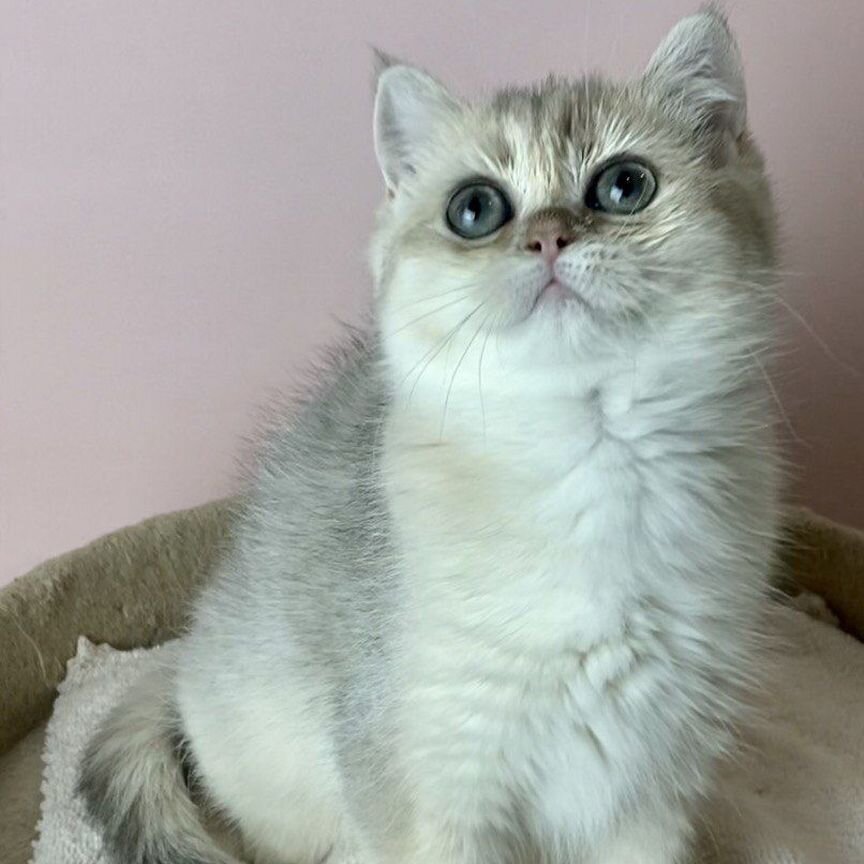 Британская шиншилла девочка с документами