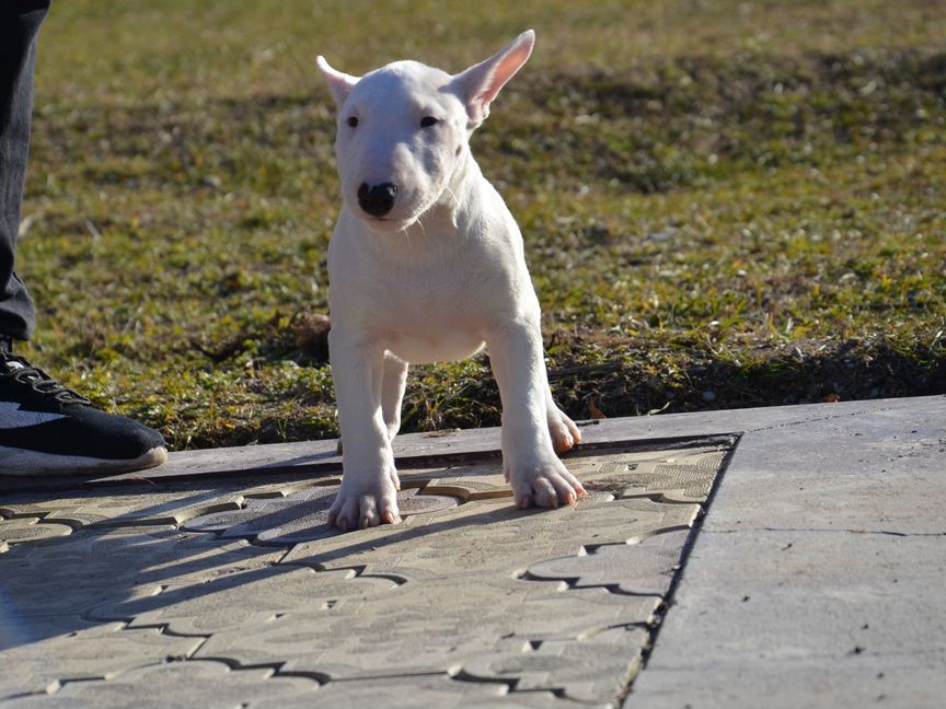 Миниатюрный бультерьер