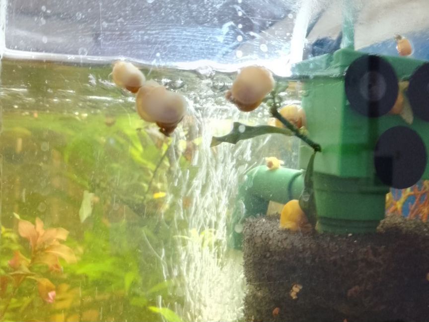 Улитки ампулярии