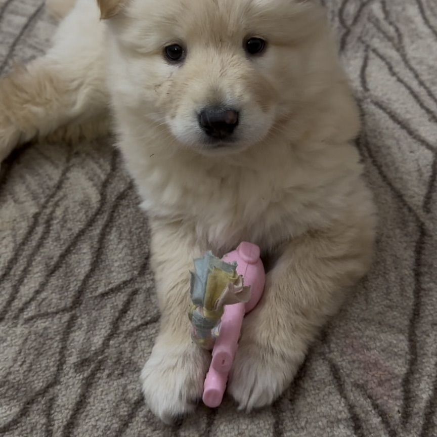 Щенок в добрые руки