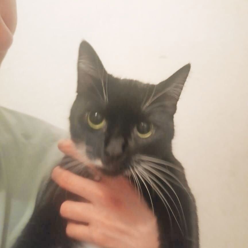 Кошка милая, имя Мася