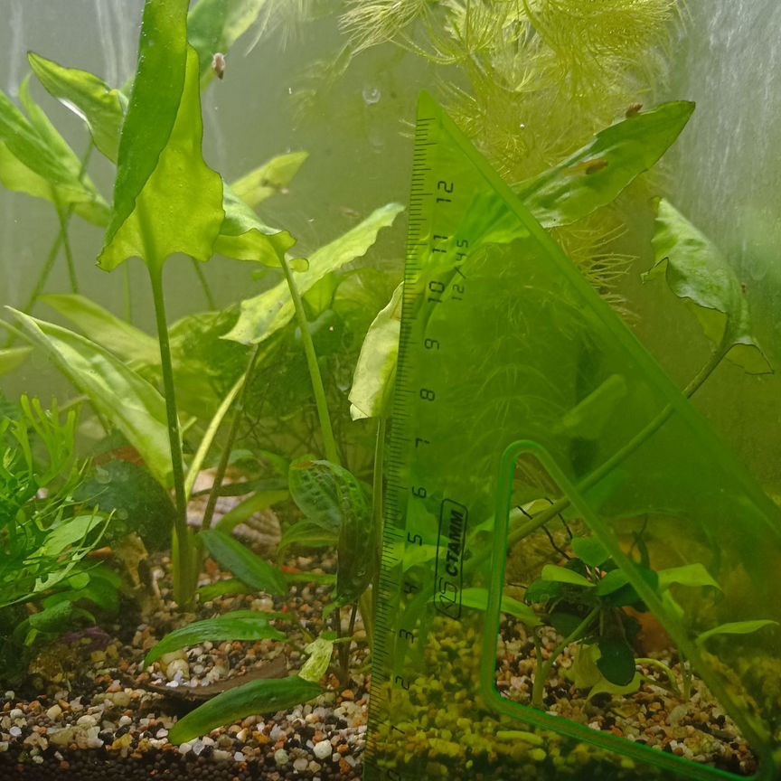 Аквариумное растение