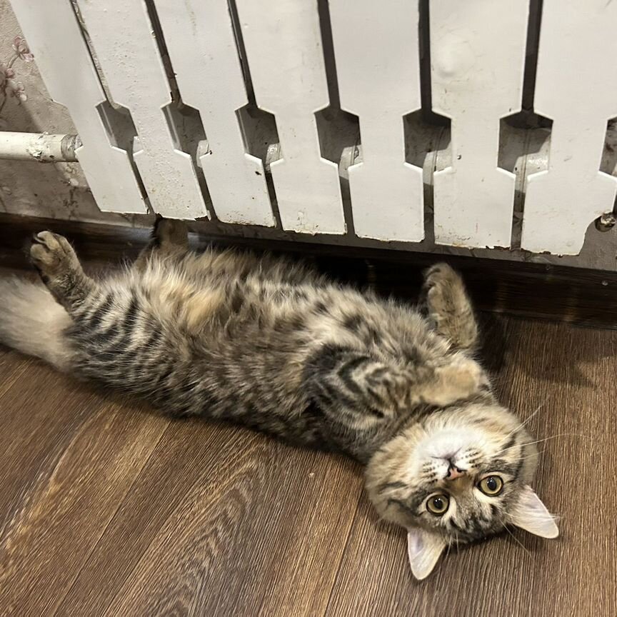 Кот