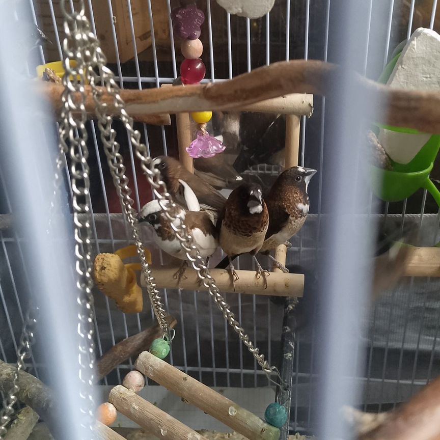 Японские амадины