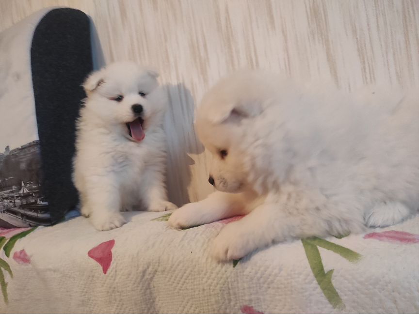 Самоедская лайка щенки