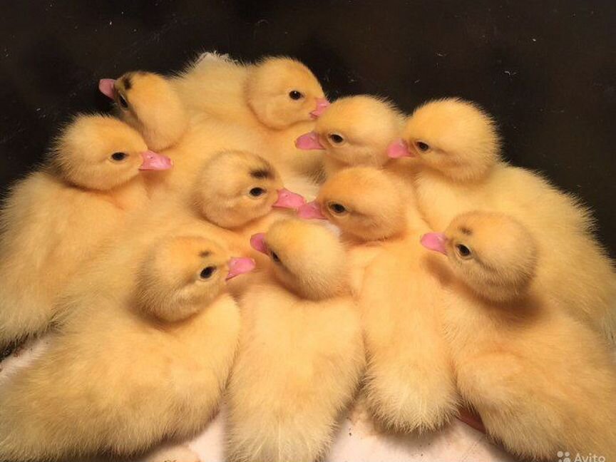 Мускусные индоутята белые