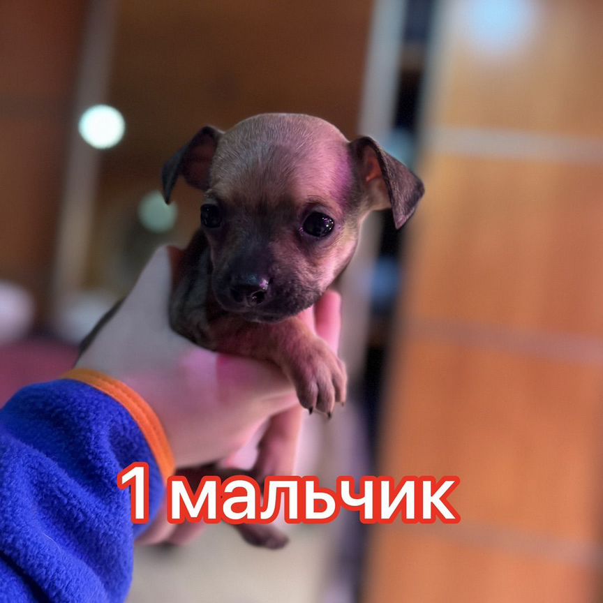 Щенки тойтерьера