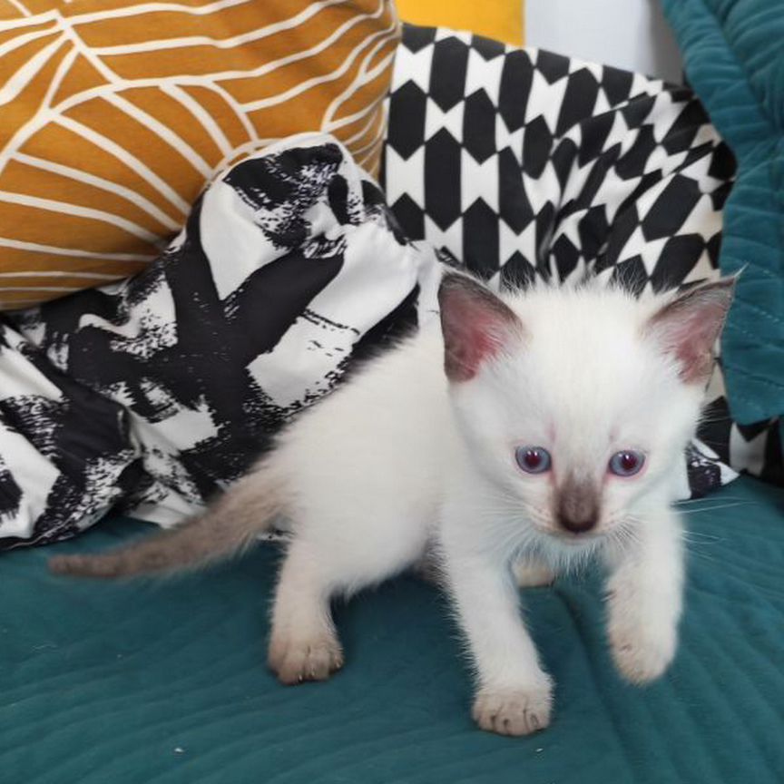 Тайский котёнок
