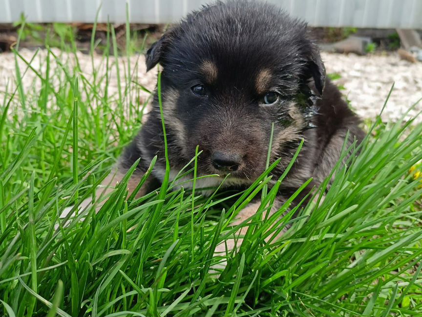 Щенки (метис маламута и немецкой овчарки)