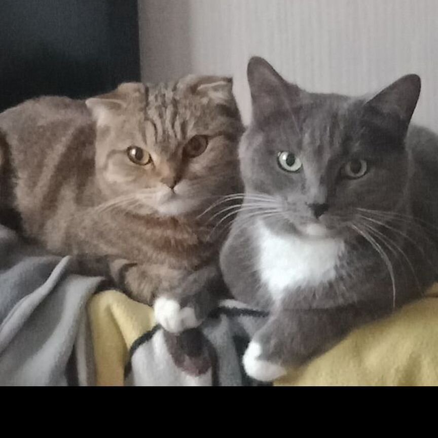 Шотландская вислоухая длинношёрстная, взрослая кошка