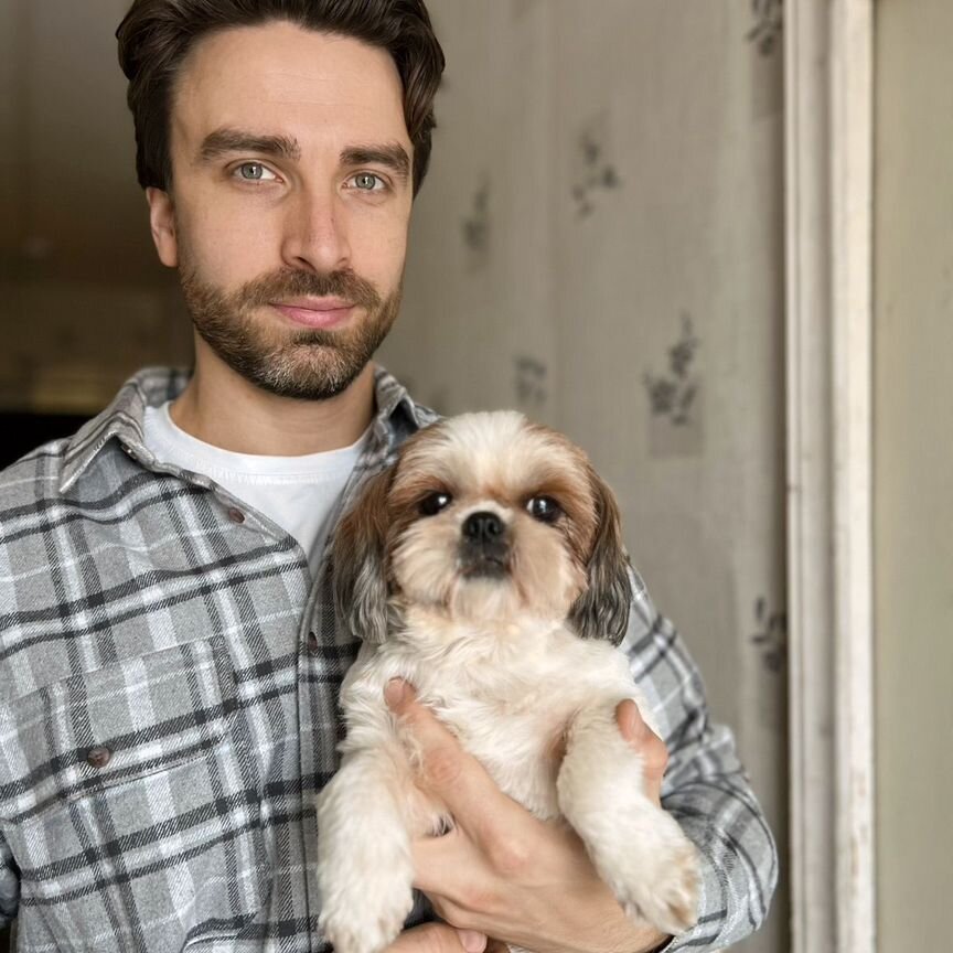 Ши-тцу в добрые руки бесплатно