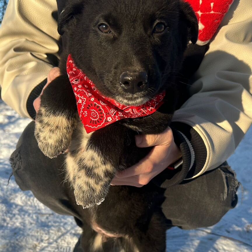 У щенка последний шанс