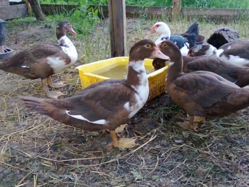 Мускусные утки