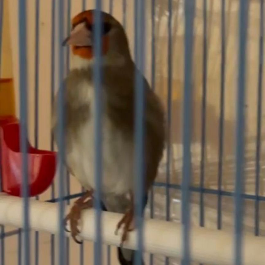 Седеголовий щегол