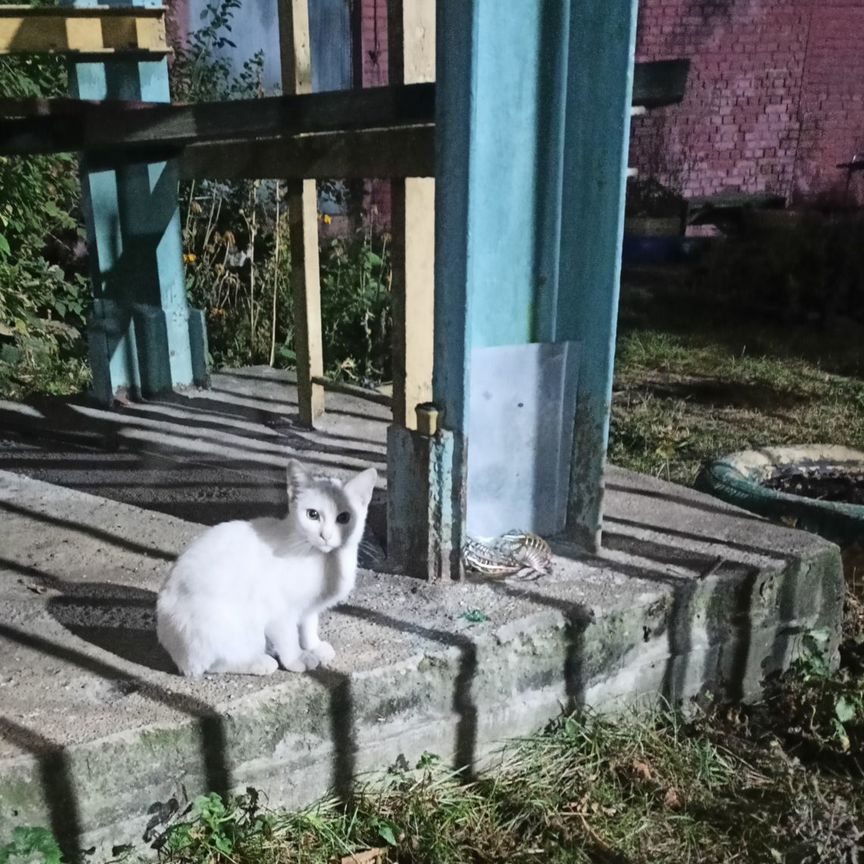 Котик белый бесплатно