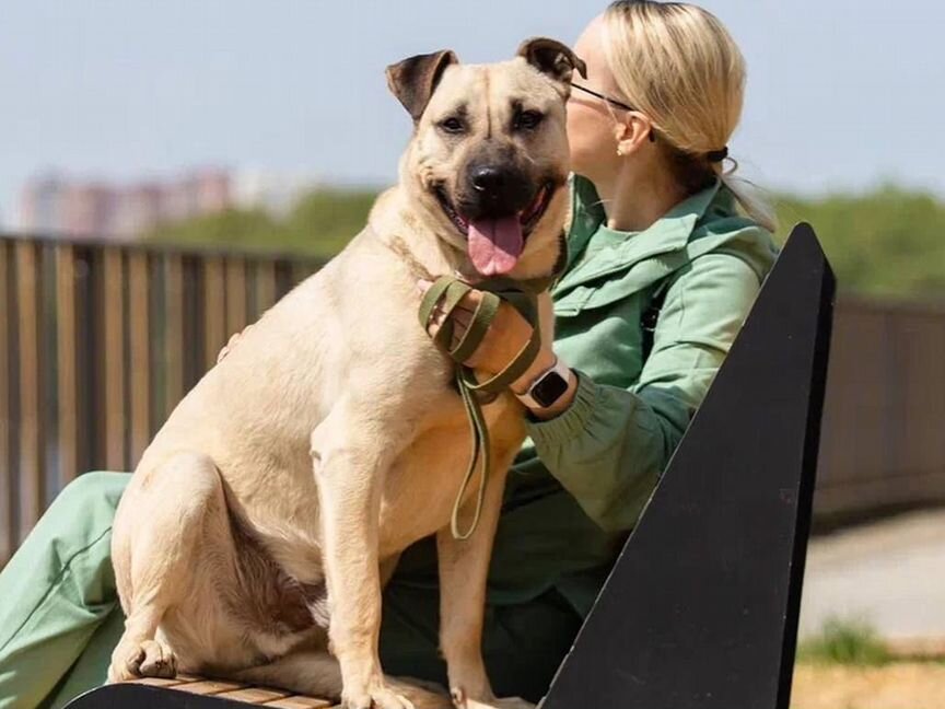 Собака в добрые руки