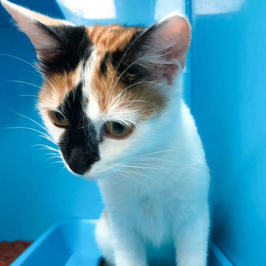 Трехцветная кошечка грустит в боксе клиники
