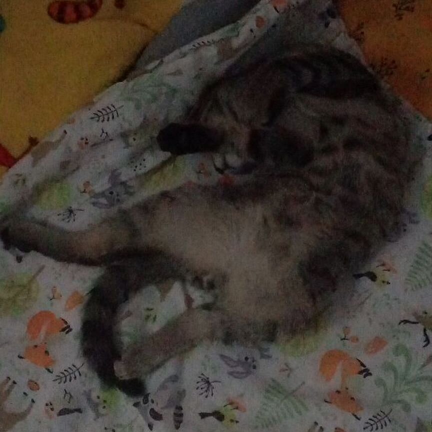 Отдам котика в добрые руки