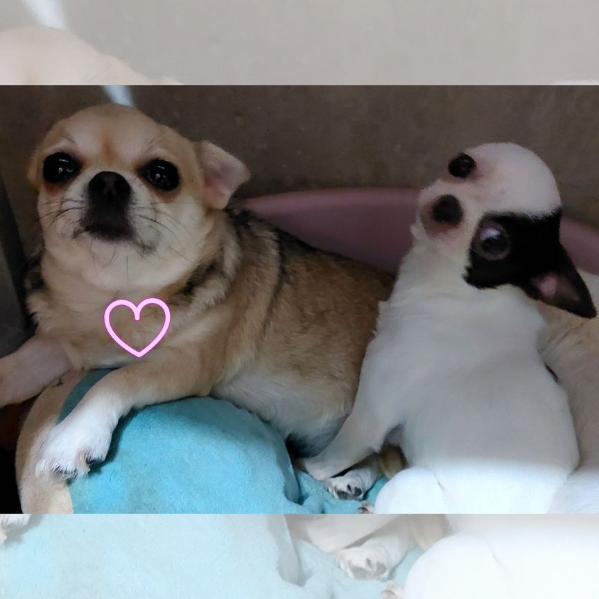 Чихуахуа девочка 3 года