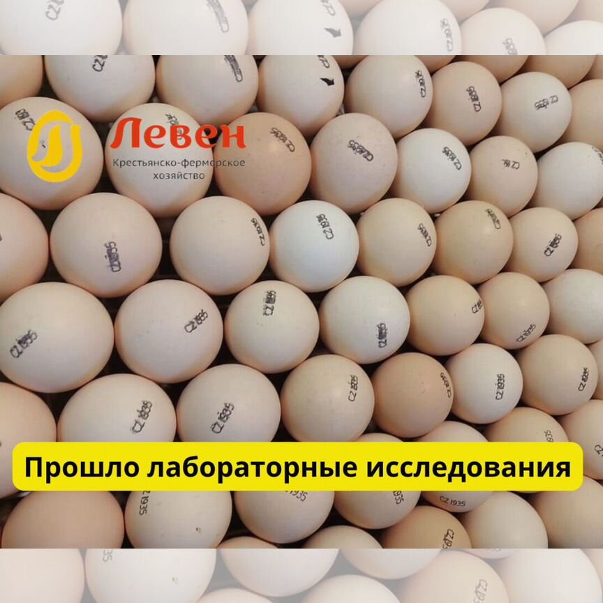 Импортное инкубационное яйцо кобб 500
