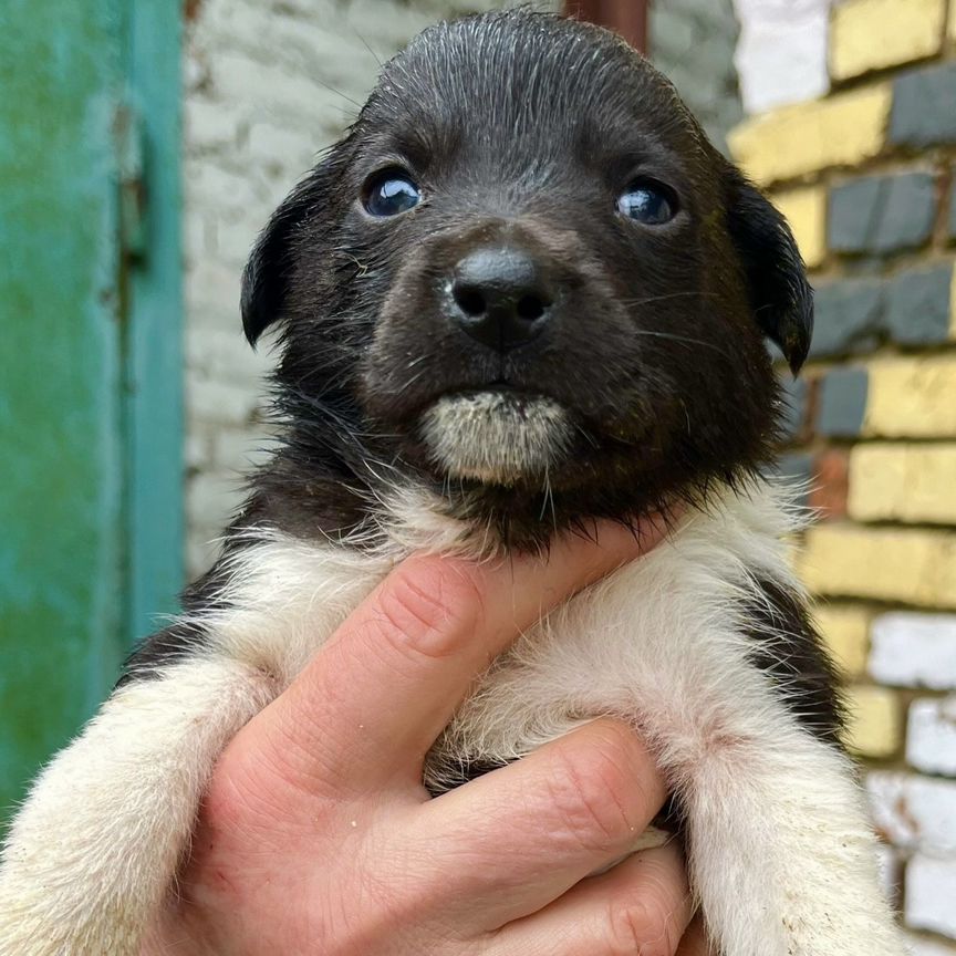 Щенок в добрые руки