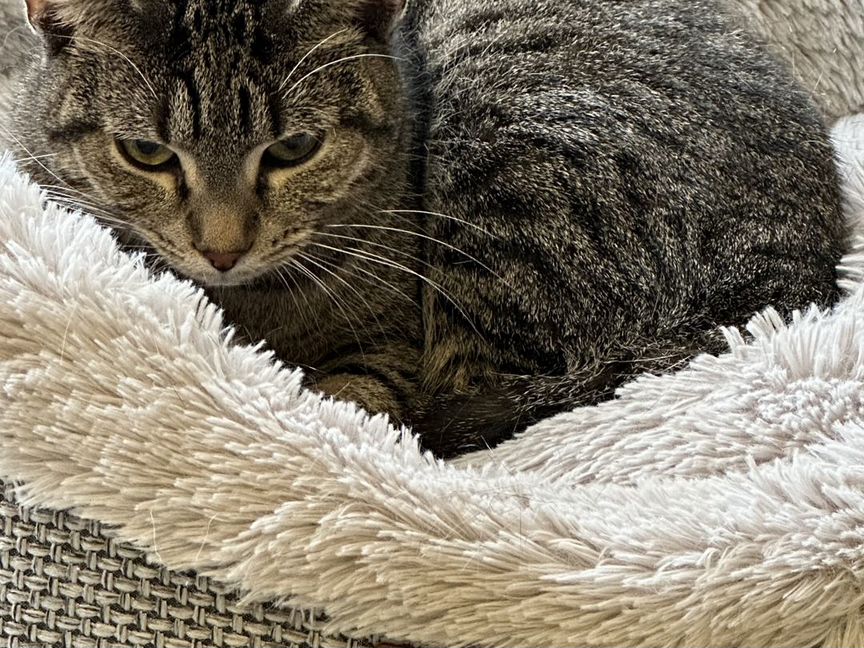 Кошка Лариса