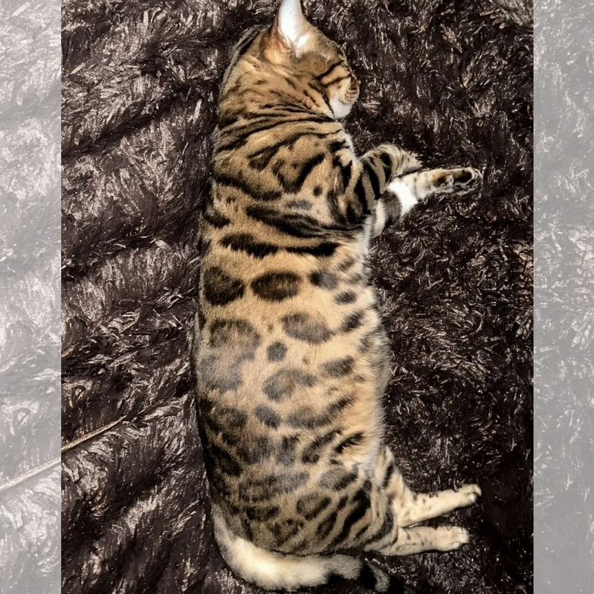 Бенгальская, взрослая кошка