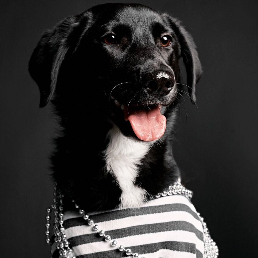 Щенок гладкошерстный в квартиру