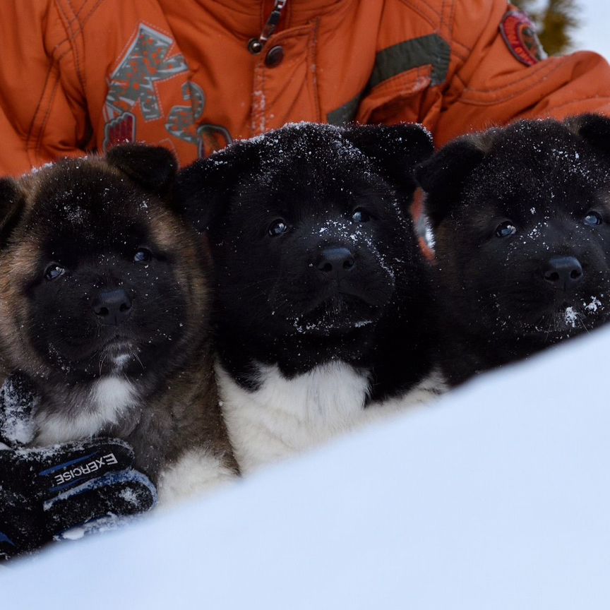Щенки Американской Акиты