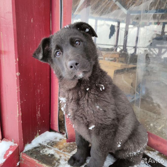 Собаки медвежата