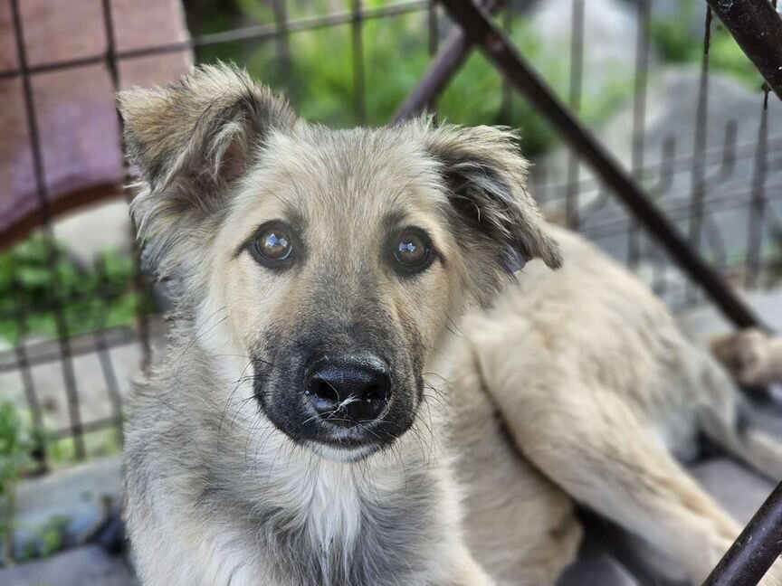 Щенок Стёпа 5 мес. Привит Паспорт Достпвка