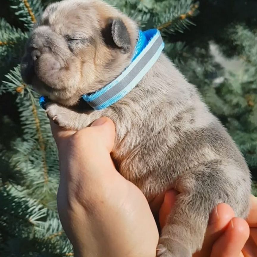 Голубо палевый мрамор щенок мальчик