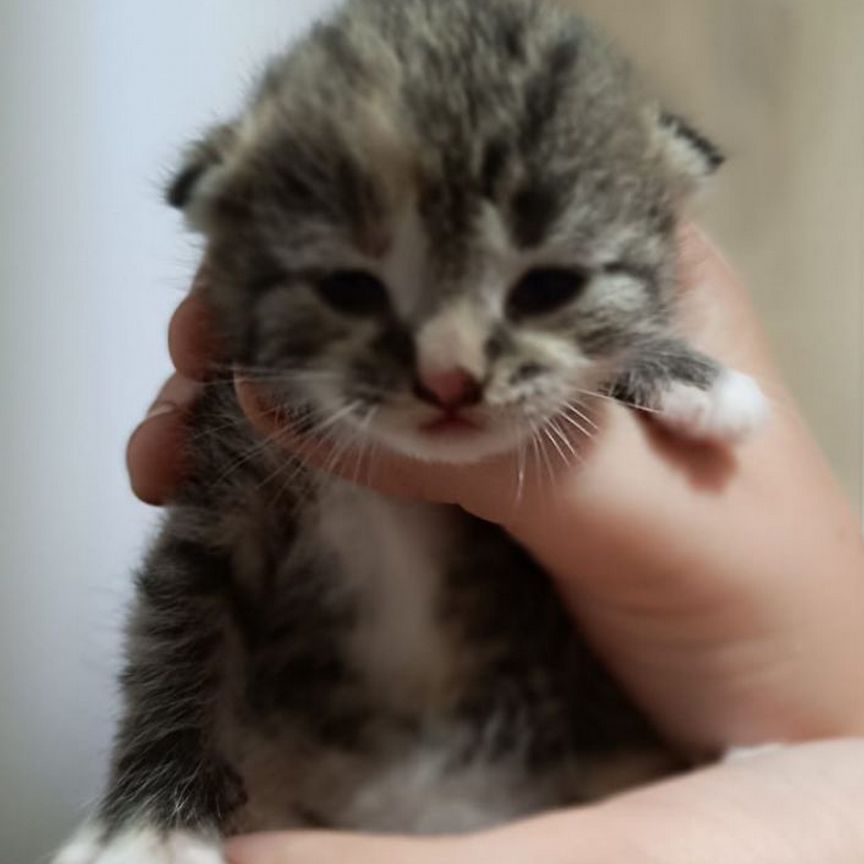 Котятки бесплатно