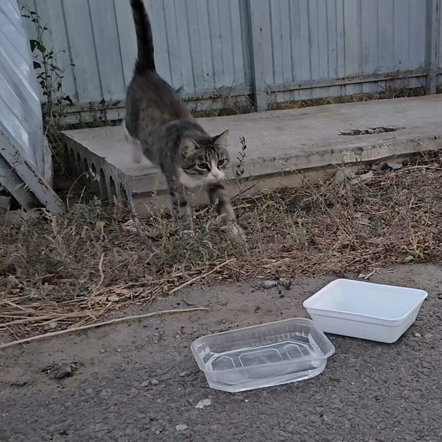 Кошка с котенком